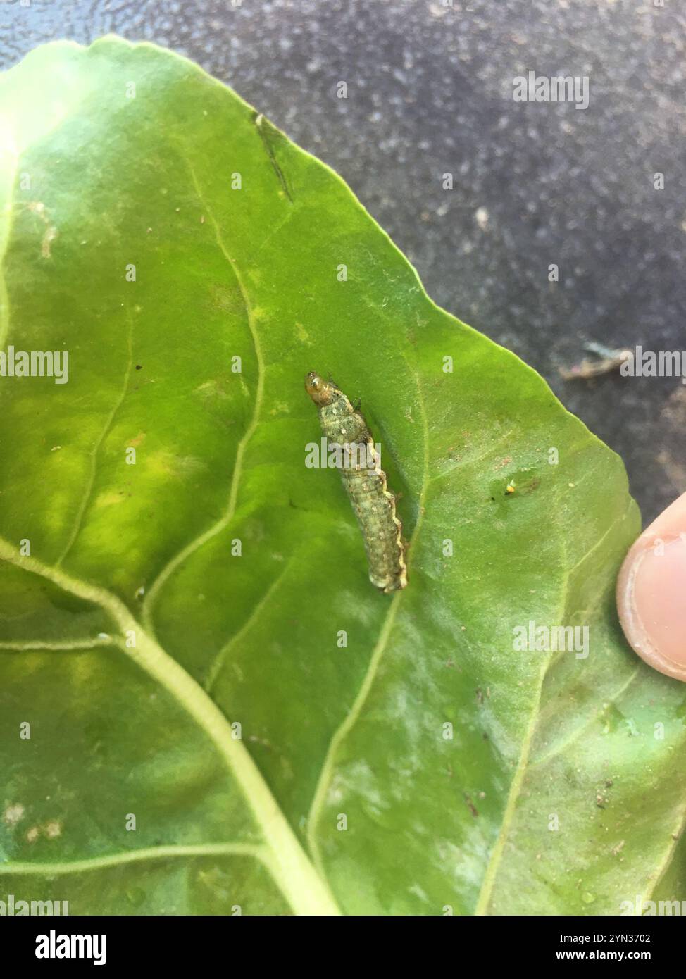 Armyworm Moths (Spodoptera Stock Photo - Alamy