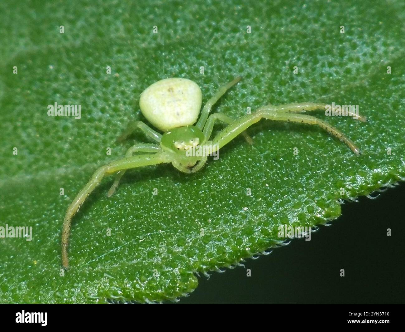 Triangle Crab Spider (Ebrechtella tricuspidata Stock Photo - Alamy