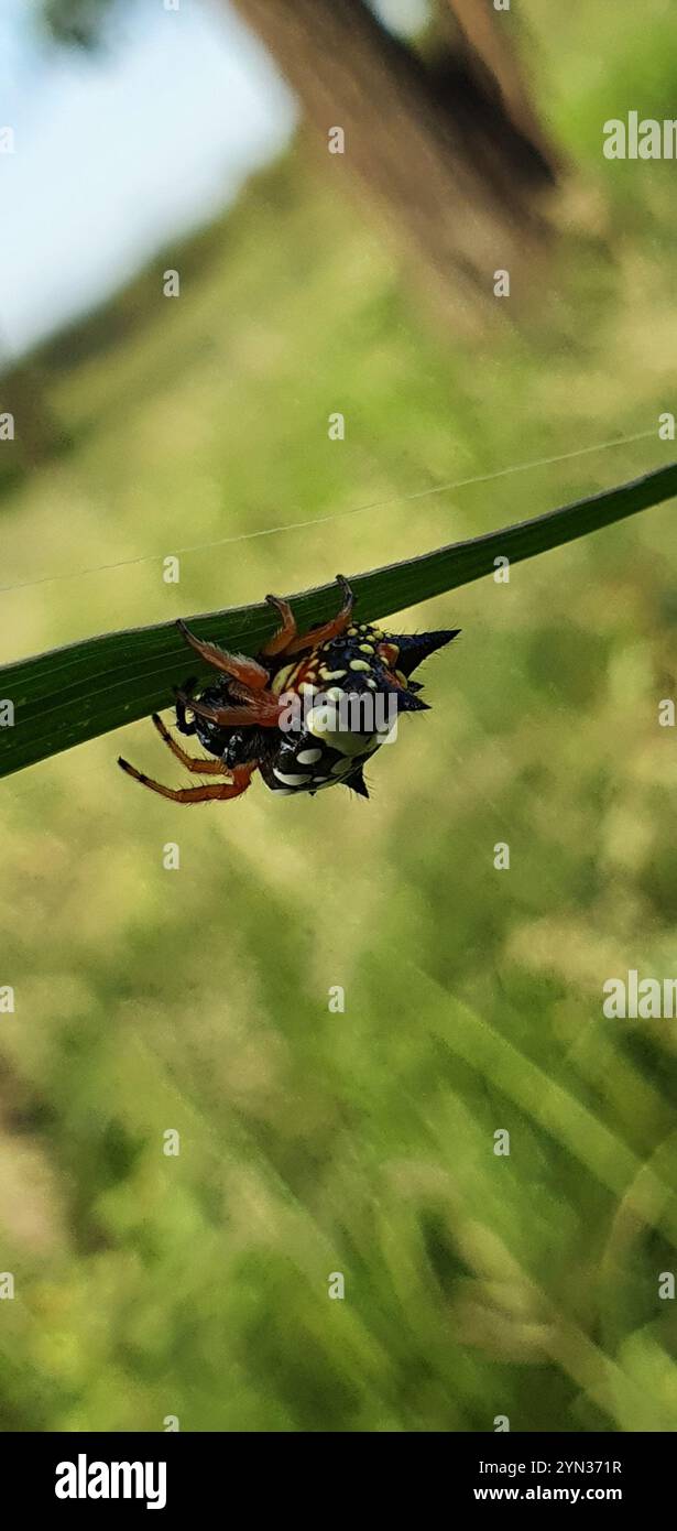 Christmas Jewel Spider (Austracantha minax Stock Photo - Alamy