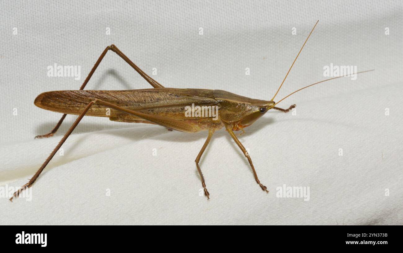 Common Coneheads (Neoconocephalus Stock Photo - Alamy