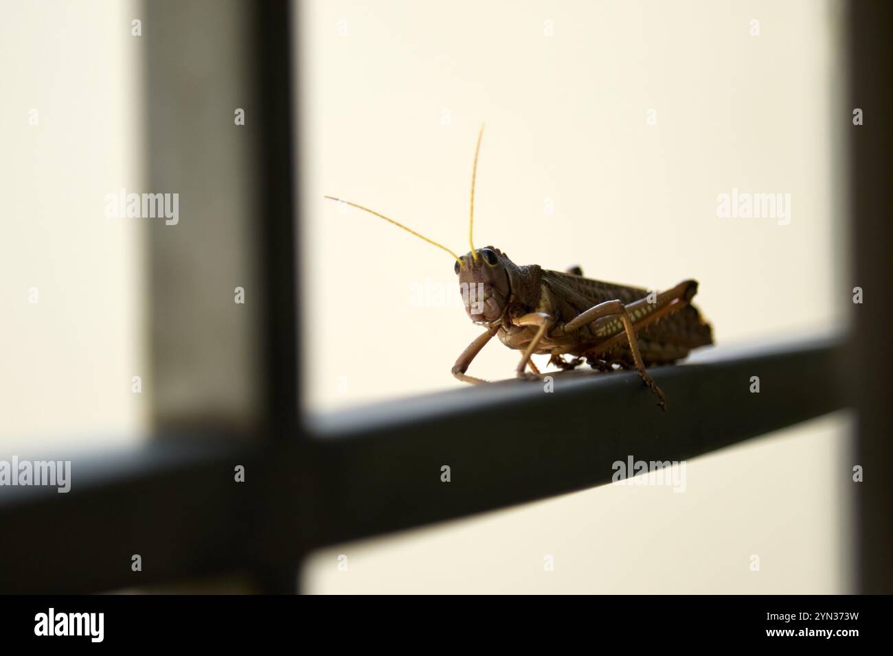 Saltamontes marrón hi-res stock photography and images - Alamy