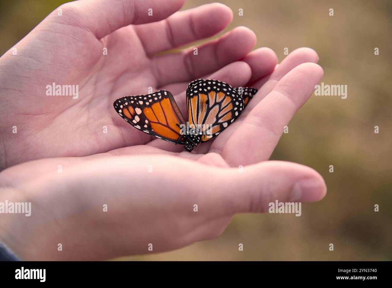 Mariposa hi-res stock photography and images - Alamy