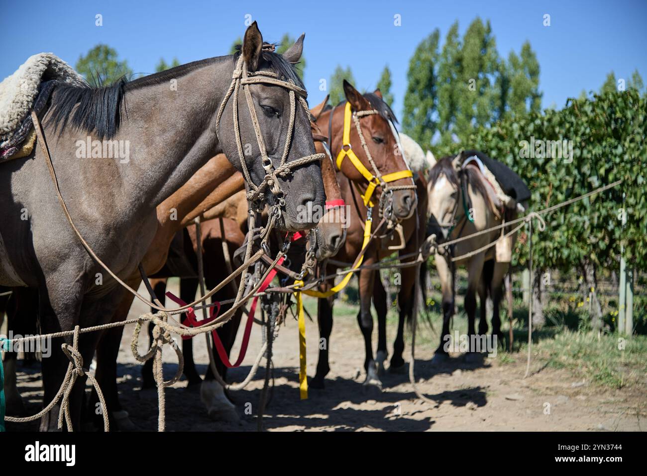 Manejo equino hi-res stock photography and images - Alamy