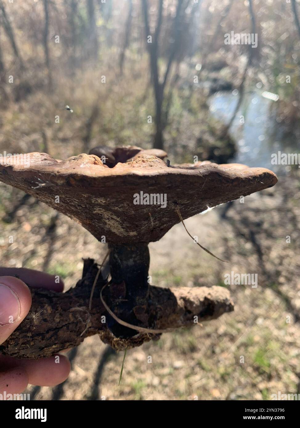 golden reishi (Ganoderma curtisii Stock Photo - Alamy