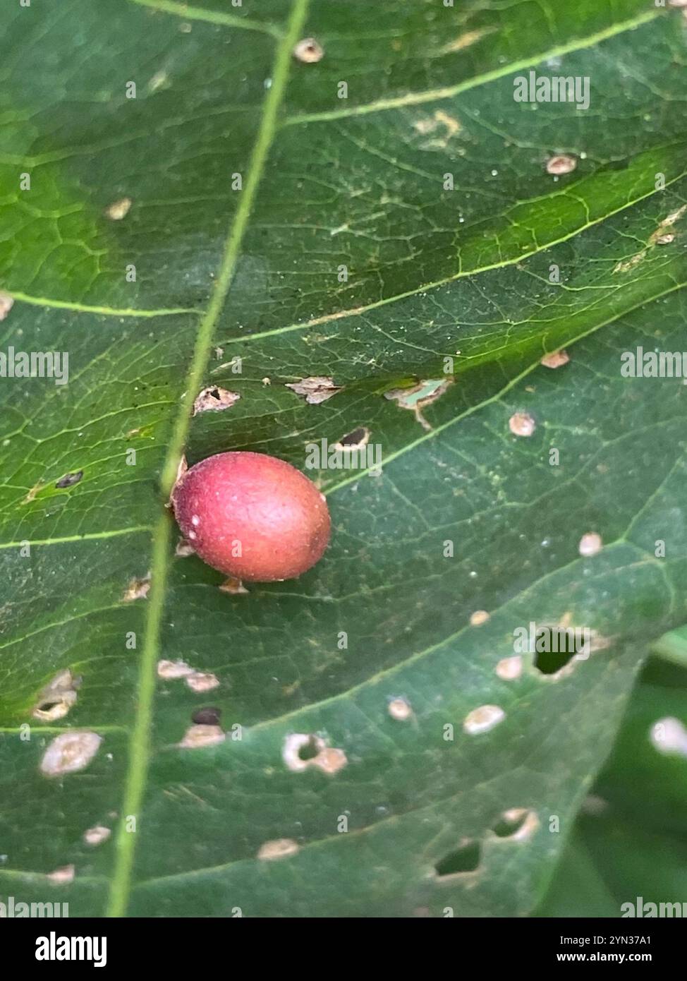 Winged and Once-winged Insects (Pterygota Stock Photo - Alamy