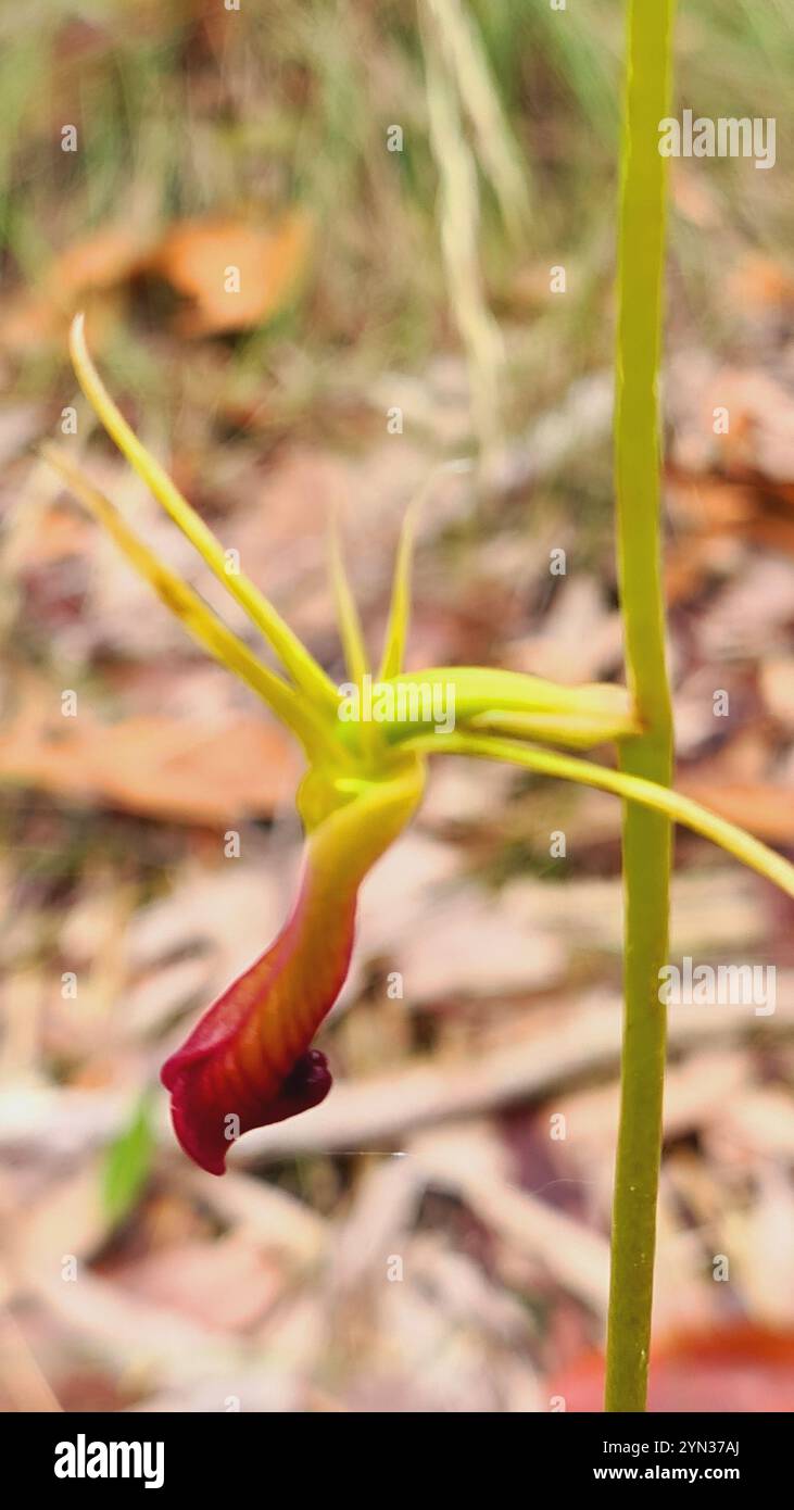 Large Tongue Orchid (Cryptostylis subulata Stock Photo - Alamy