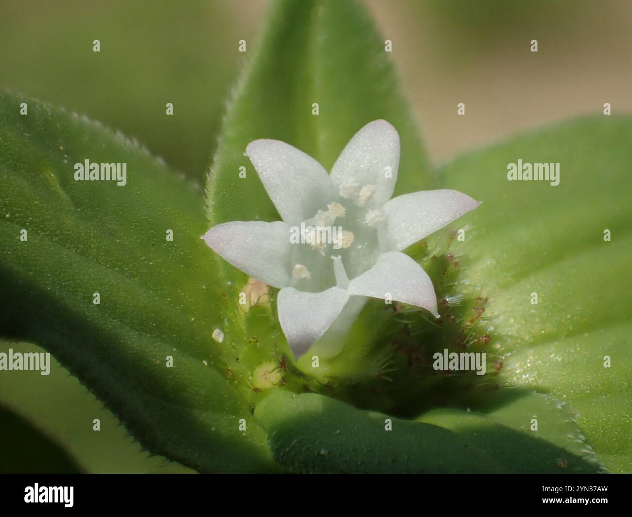 Tropical Mexican Clover (Richardia brasiliensis Stock Photo - Alamy