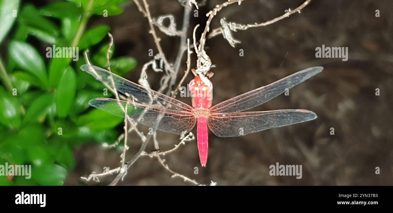 Scarlet Percher (Diplacodes haematodes Stock Photo - Alamy