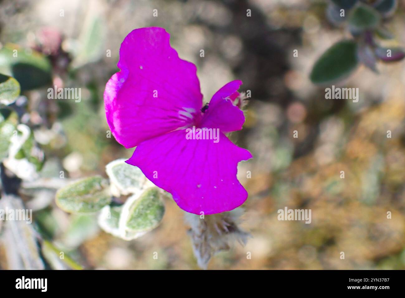 Podalyria hi-res stock photography and images - Alamy