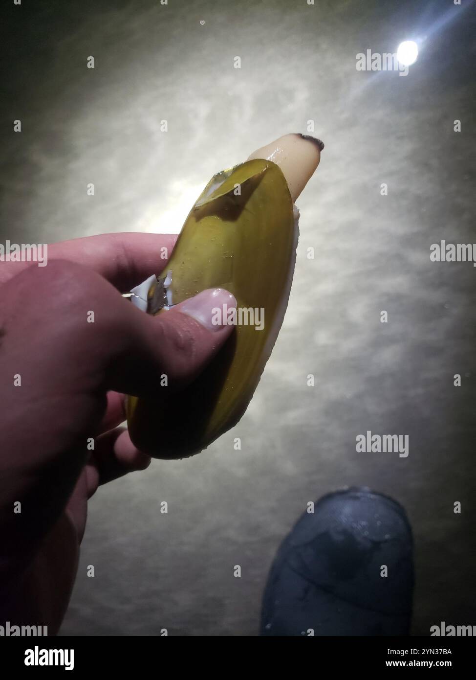 Pacific Razor Clam (Siliqua patula Stock Photo - Alamy