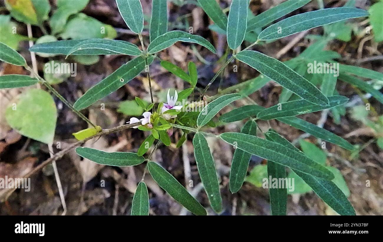 slender bush clover (Lespedeza virginica Stock Photo - Alamy