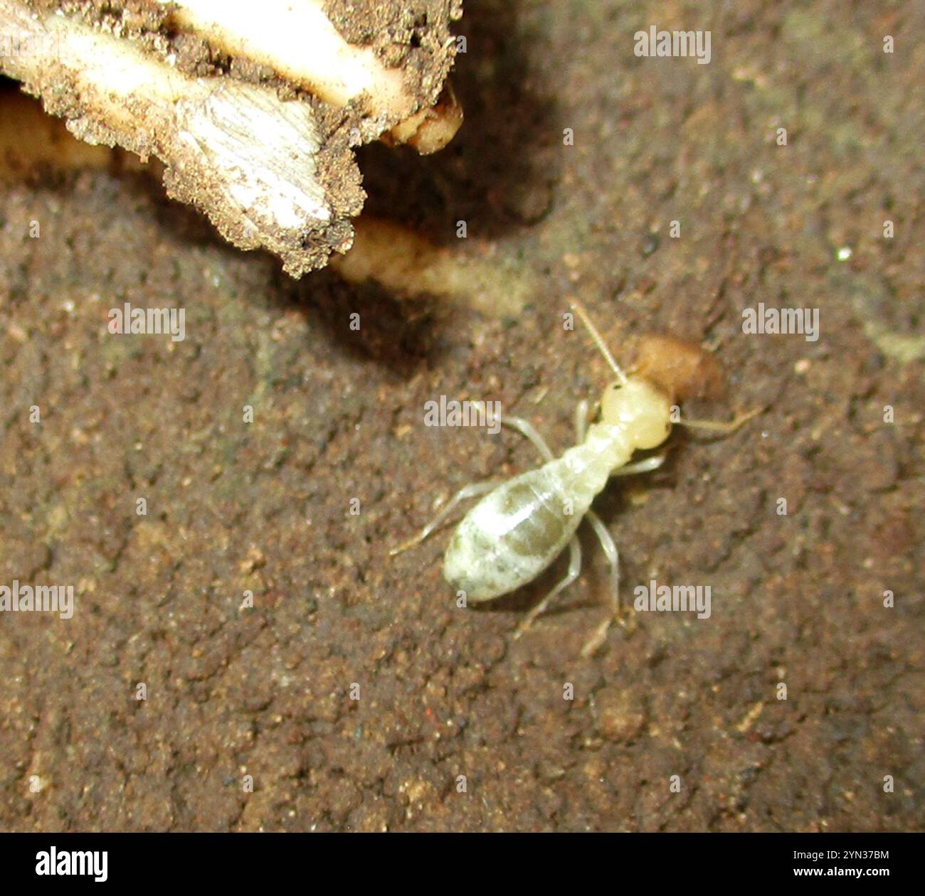 Northern Harvester Termite (Hodotermes mossambicus Stock Photo - Alamy