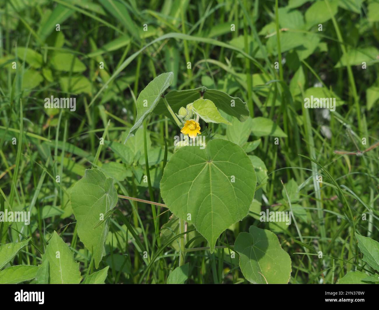 velvetleaf (Abutilon theophrasti Stock Photo - Alamy