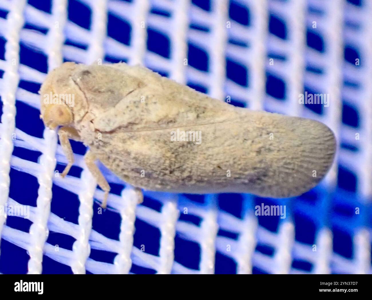 Flatid Planthoppers (Flatidae Stock Photo - Alamy