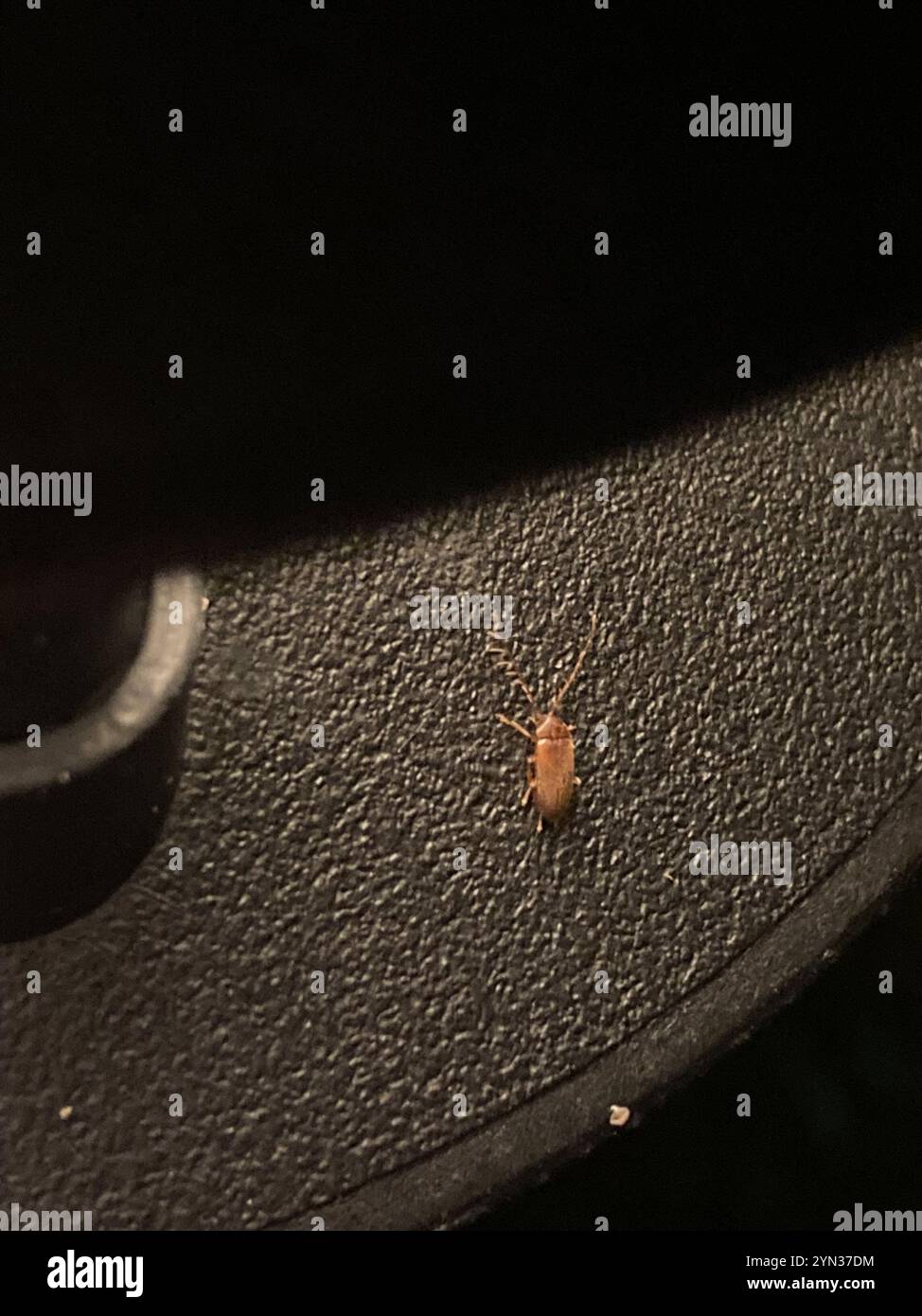 Toe-winged Beetles (Ptilodactylidae Stock Photo - Alamy