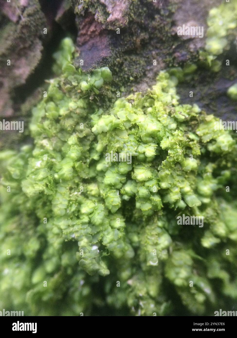 Radula complanata hi-res stock photography and images - Alamy