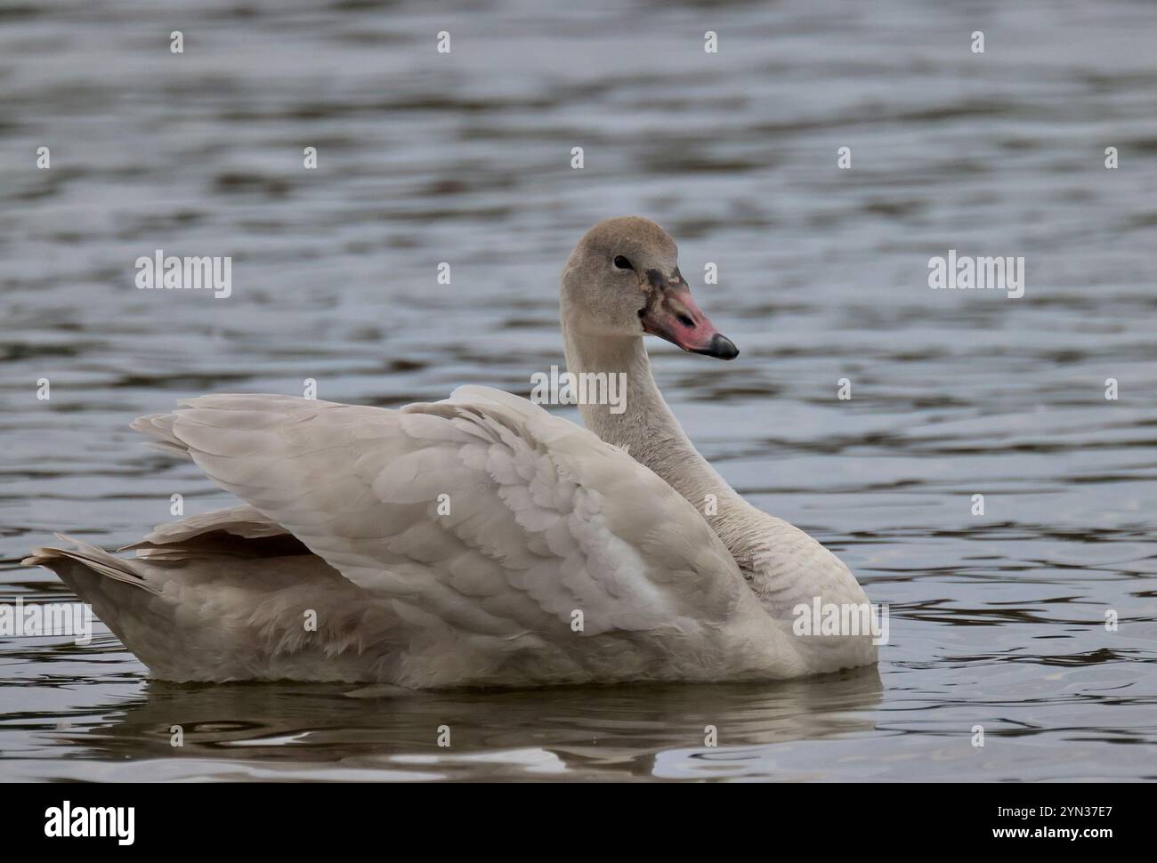 Tundra Swan (Cygnus columbianus Stock Photo - Alamy