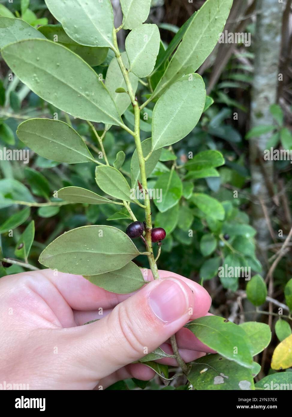 gallberry (Ilex glabra Stock Photo - Alamy