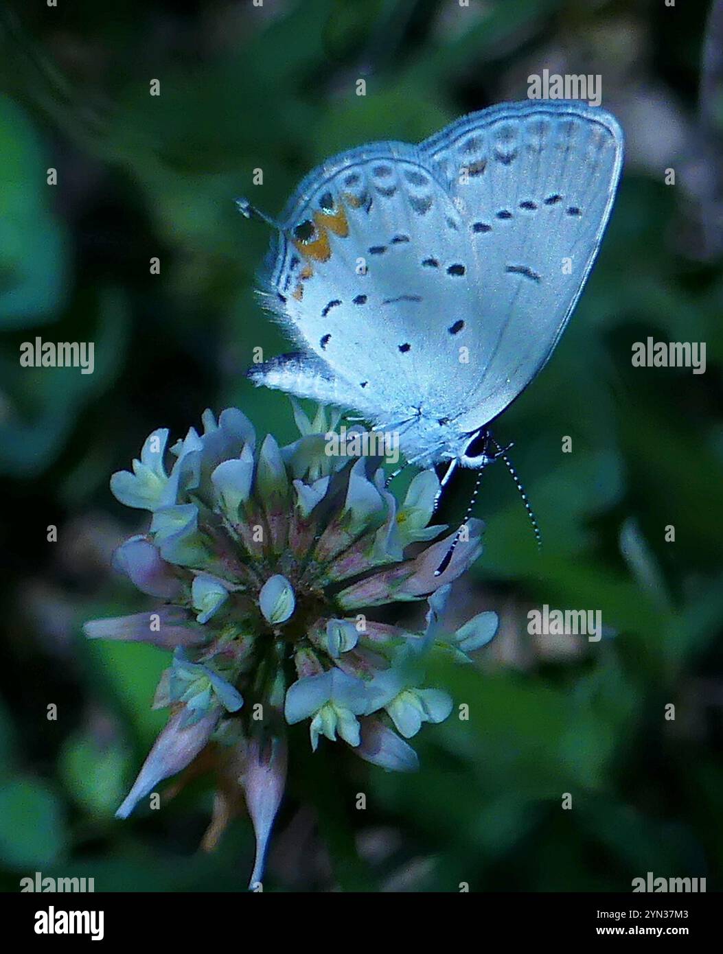 Eastern Tailed-Blue (Cupido comyntas Stock Photo - Alamy