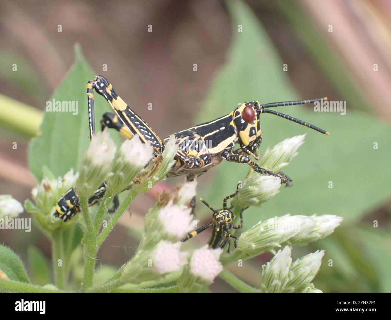 Variegated grasshopper hi-res stock photography and images - Alamy