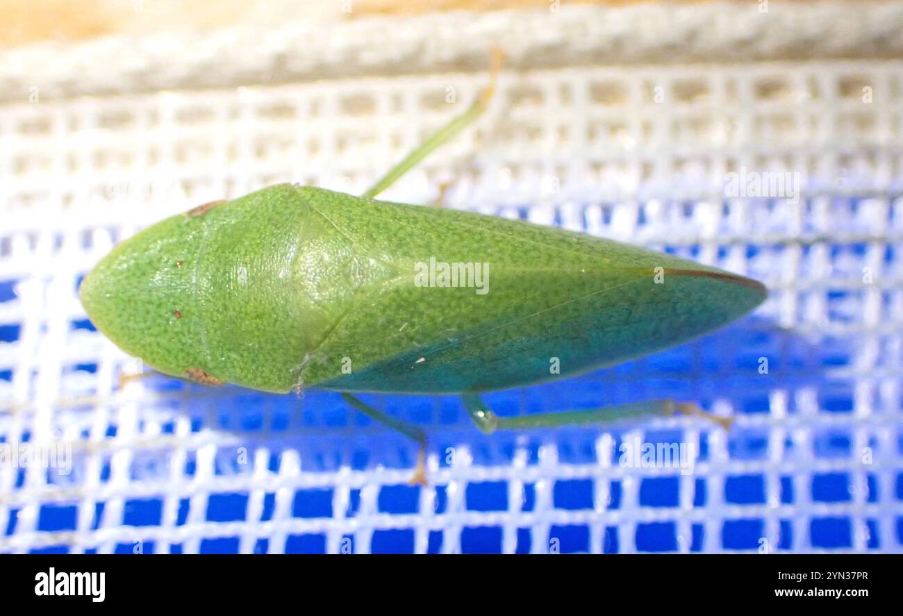 Typical Leafhoppers (Cicadellidae Stock Photo - Alamy