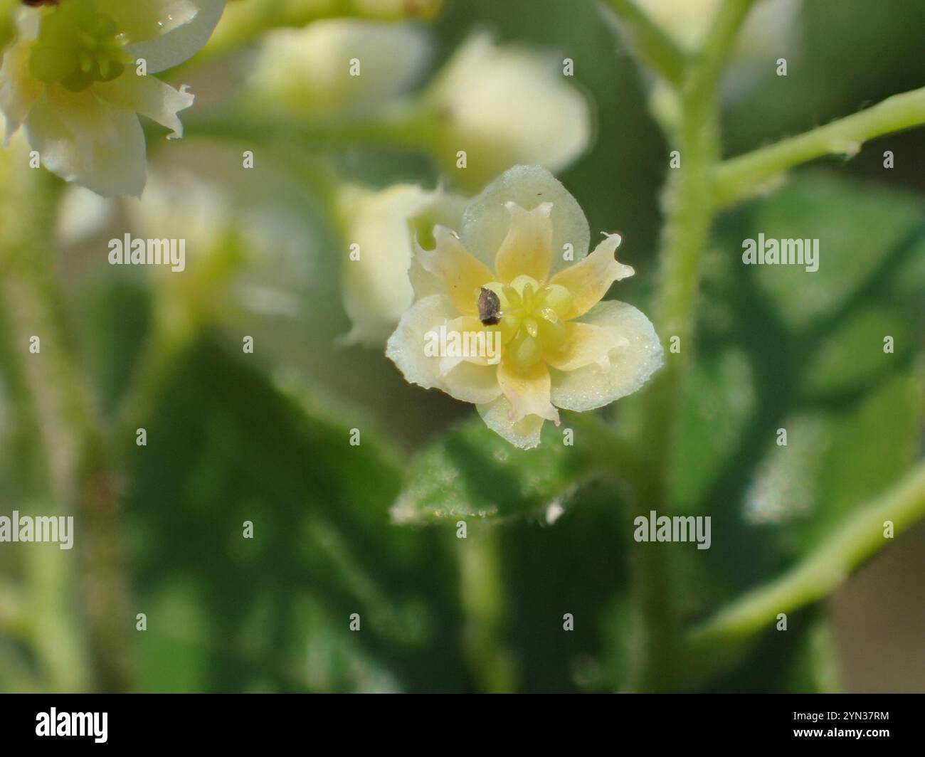 queen coralbead (Nephroia orbiculata Stock Photo - Alamy