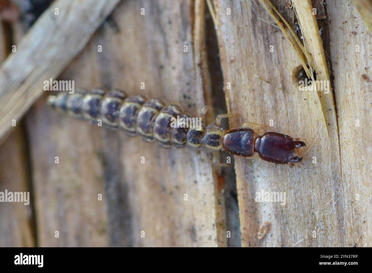 Raphidiid Snakeflies (Raphidiidae Stock Photo - Alamy