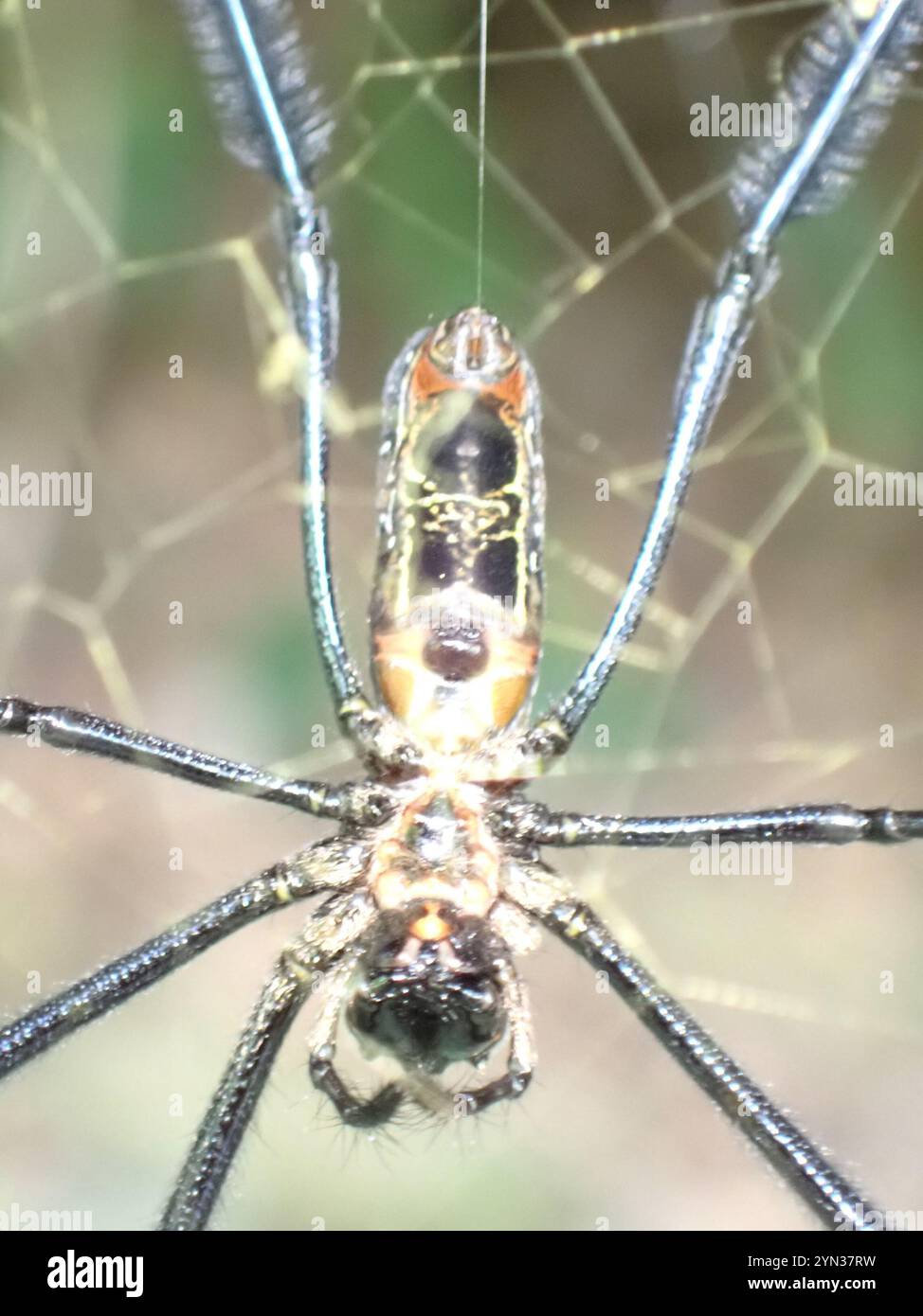 Hairy Golden Orb-weaving Spider (Trichonephila fenestrata Stock Photo ...
