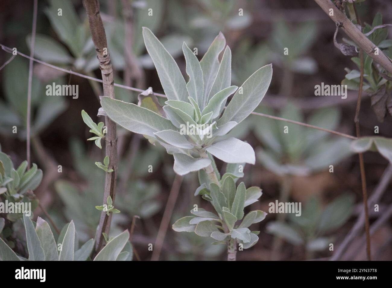 white sage (Salvia apiana Stock Photo - Alamy
