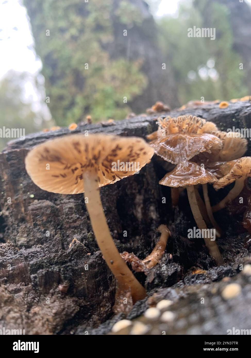 Basidiomycete Fungi (Basidiomycota Stock Photo - Alamy