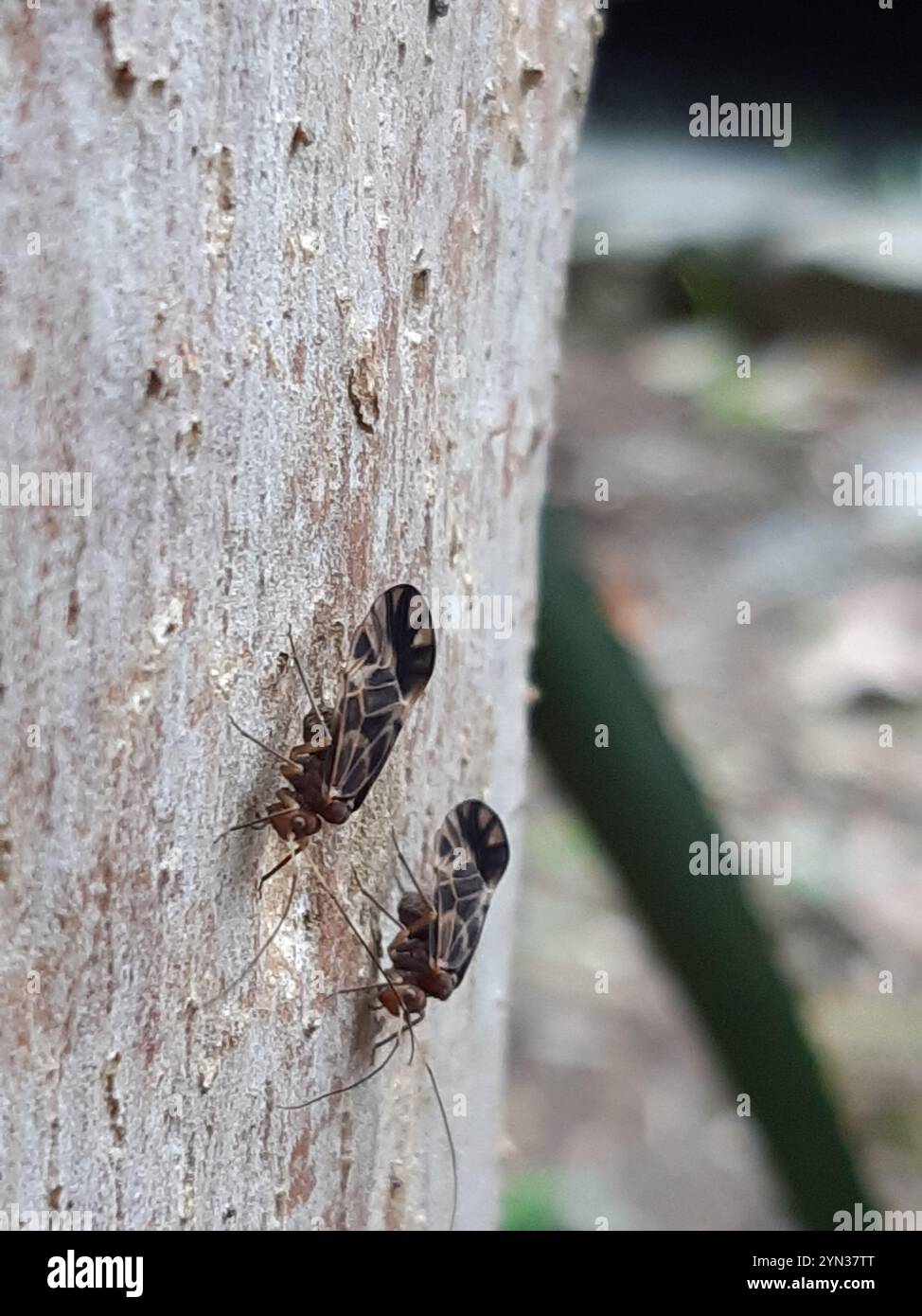 Barklice, Booklice, and Parasitic Lice (Psocodea Stock Photo - Alamy