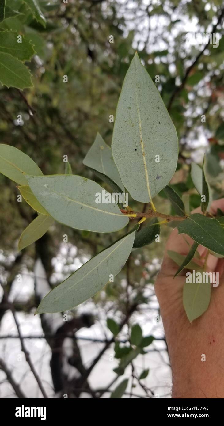 canyon live oak (Quercus chrysolepis Stock Photo - Alamy