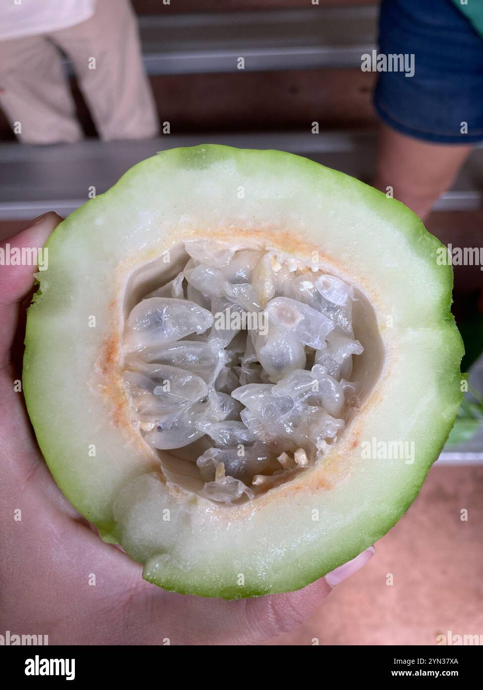 giant granadilla (Passiflora quadrangularis Stock Photo - Alamy