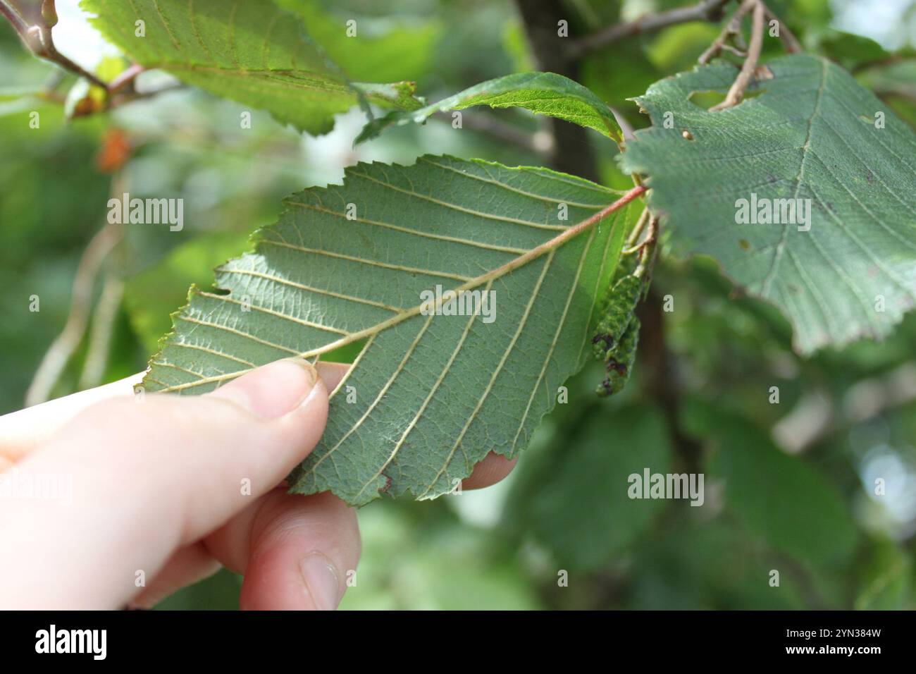 swamp alder (Alnus incana rugosa Stock Photo - Alamy