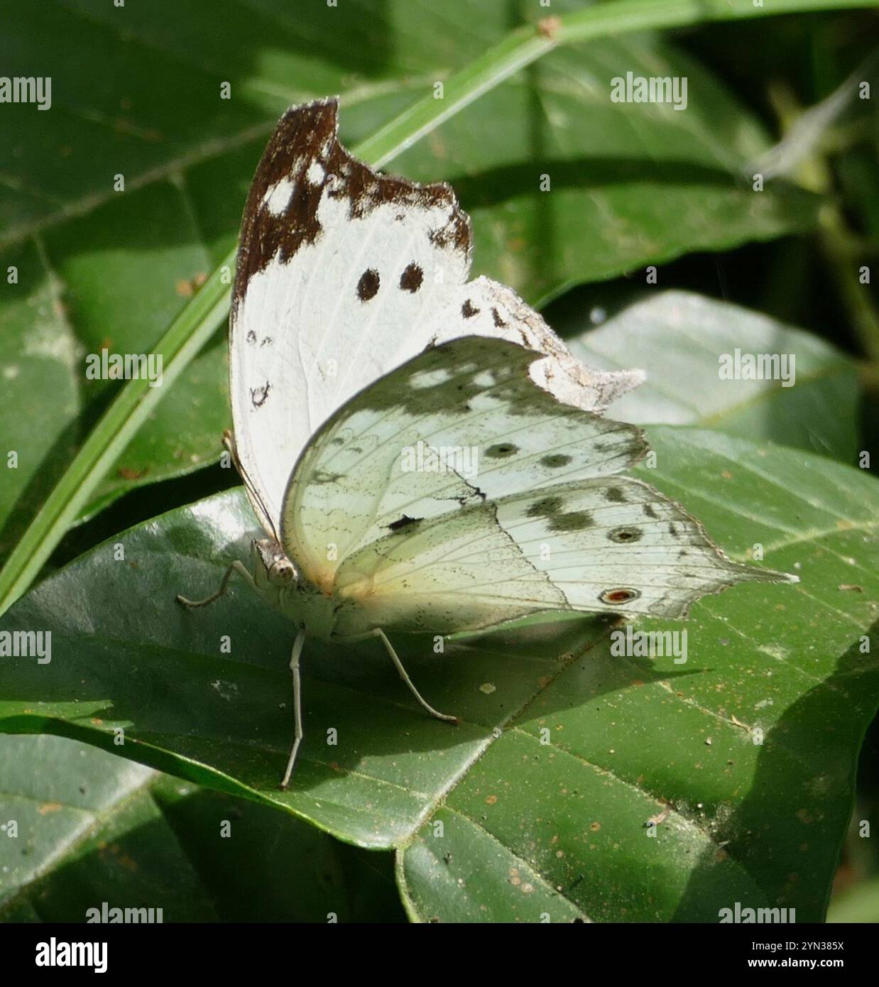 Common Mother-of-Pearl (Protogoniomorpha parhassus Stock Photo - Alamy