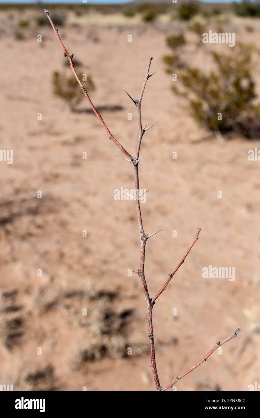 whitethorn acacia (Vachellia constricta Stock Photo - Alamy