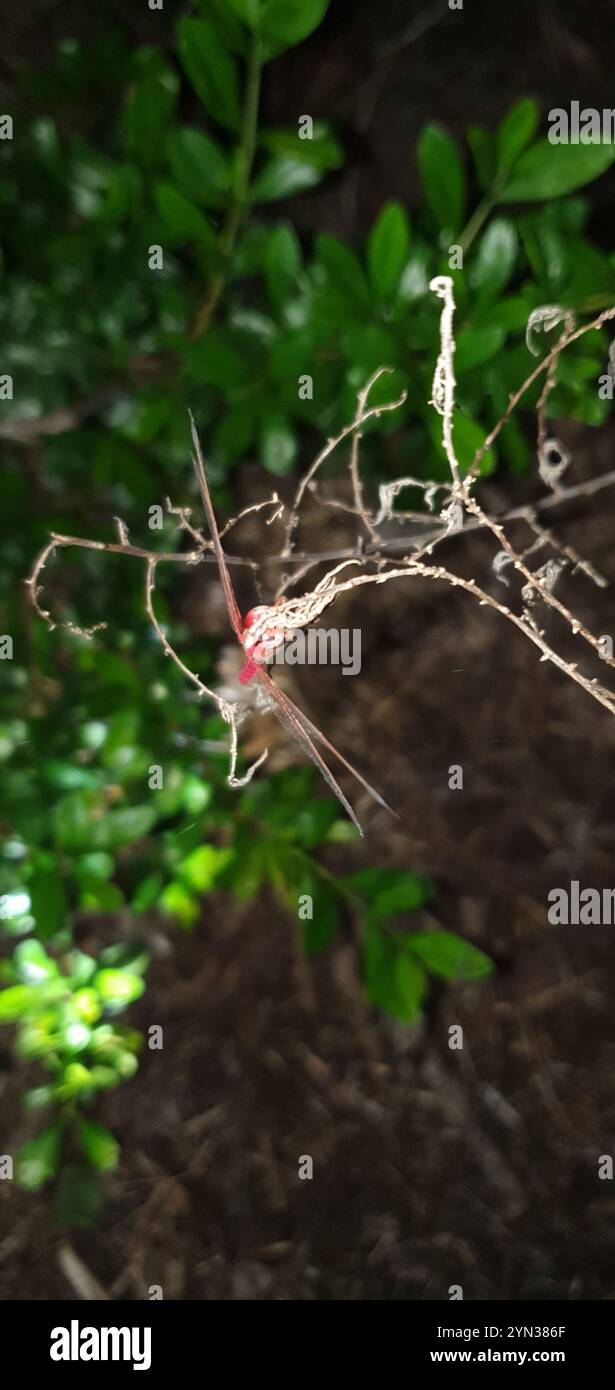 Scarlet Percher (Diplacodes haematodes Stock Photo - Alamy