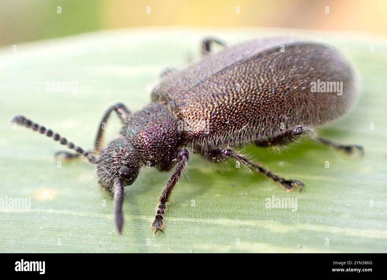 Hairy Darkling Beetle (Lagria villosa Stock Photo - Alamy