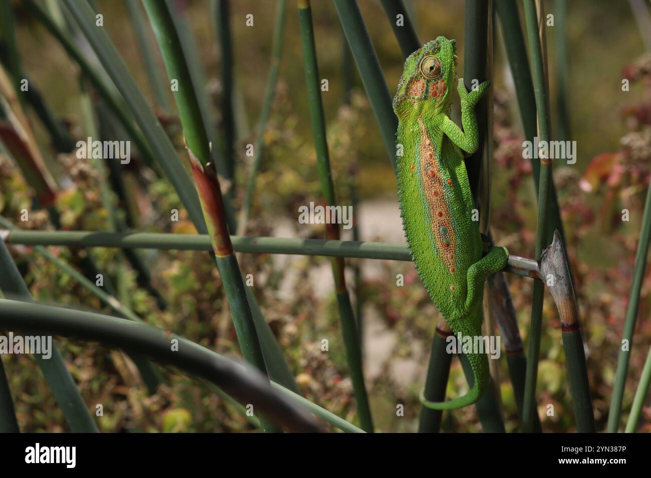 Cape Dwarf Chameleon (Bradypodion pumilum Stock Photo - Alamy