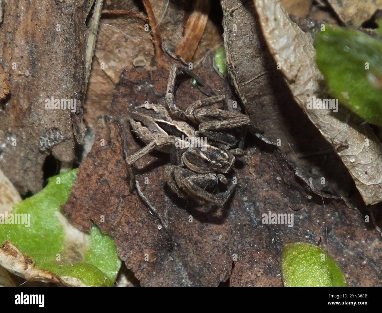 Ant Running Crab Spider (Thanatus formicinus Stock Photo - Alamy