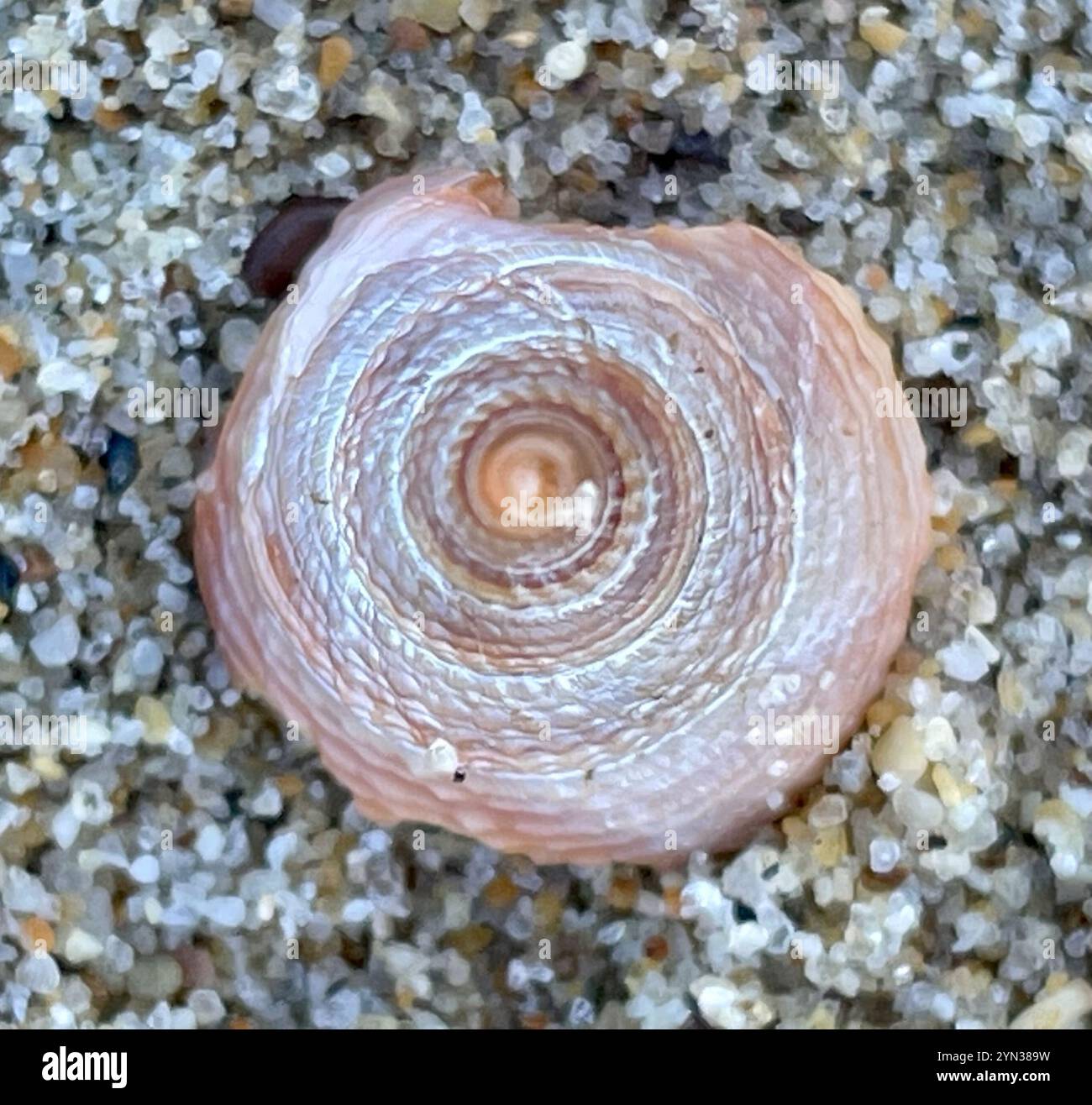 Channeled Basket Snail (Caesia fossata Stock Photo - Alamy