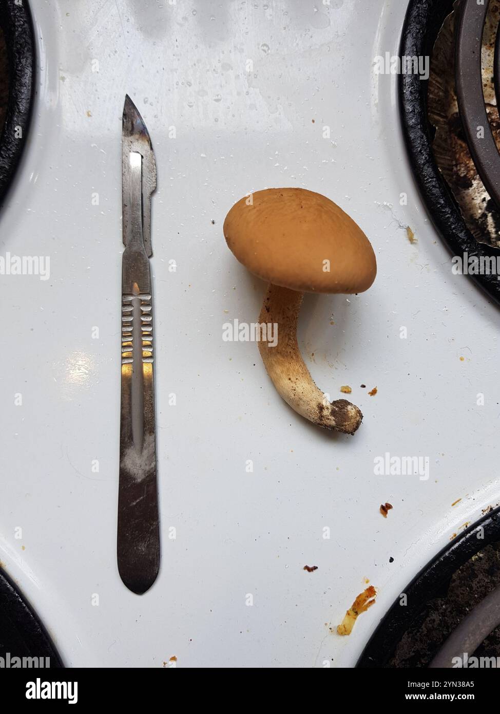 Cyclocybe parasitica hi-res stock photography and images - Alamy