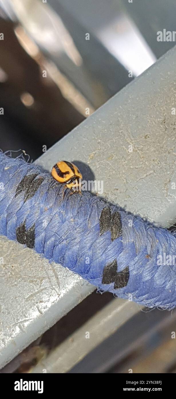 Striped Ladybird (Micraspis frenata Stock Photo - Alamy