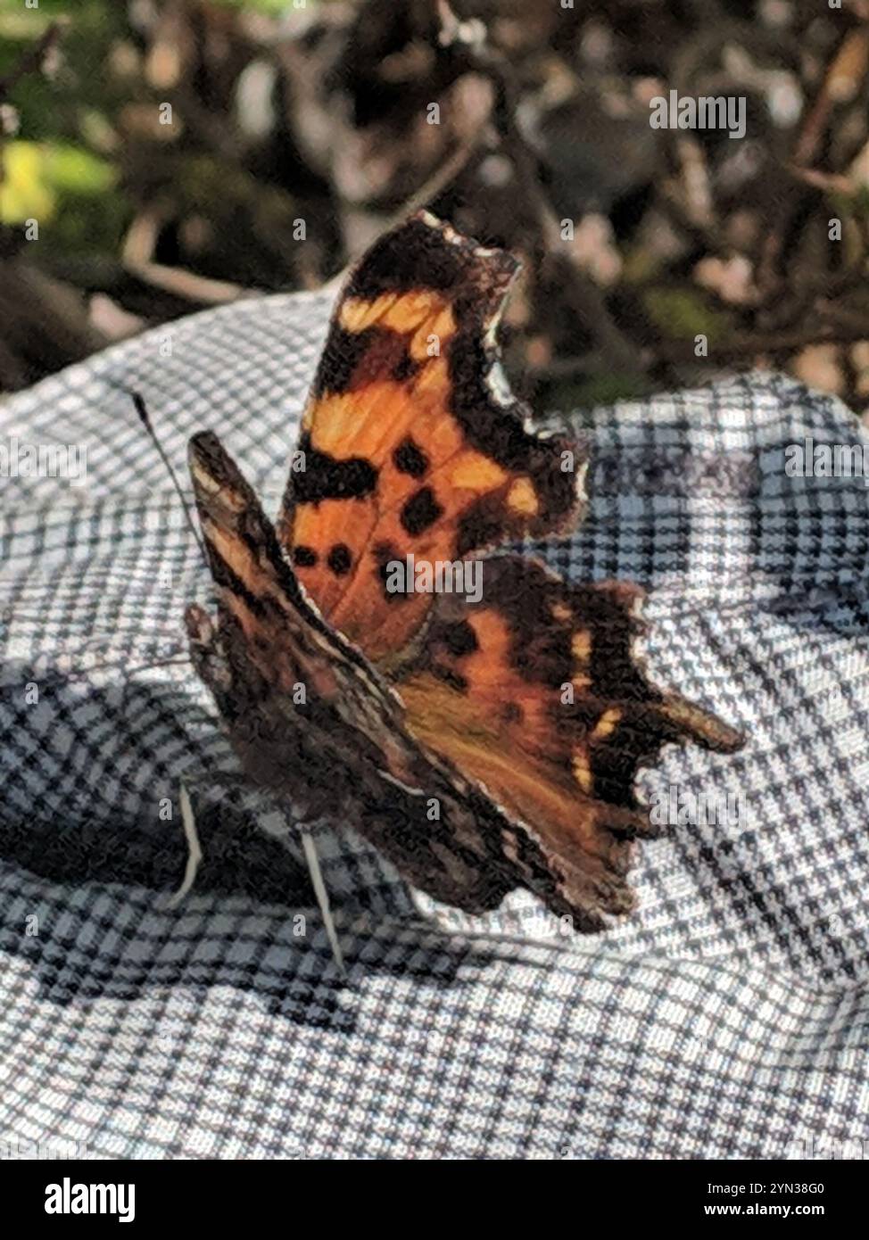 Green Comma (Polygonia faunus Stock Photo - Alamy
