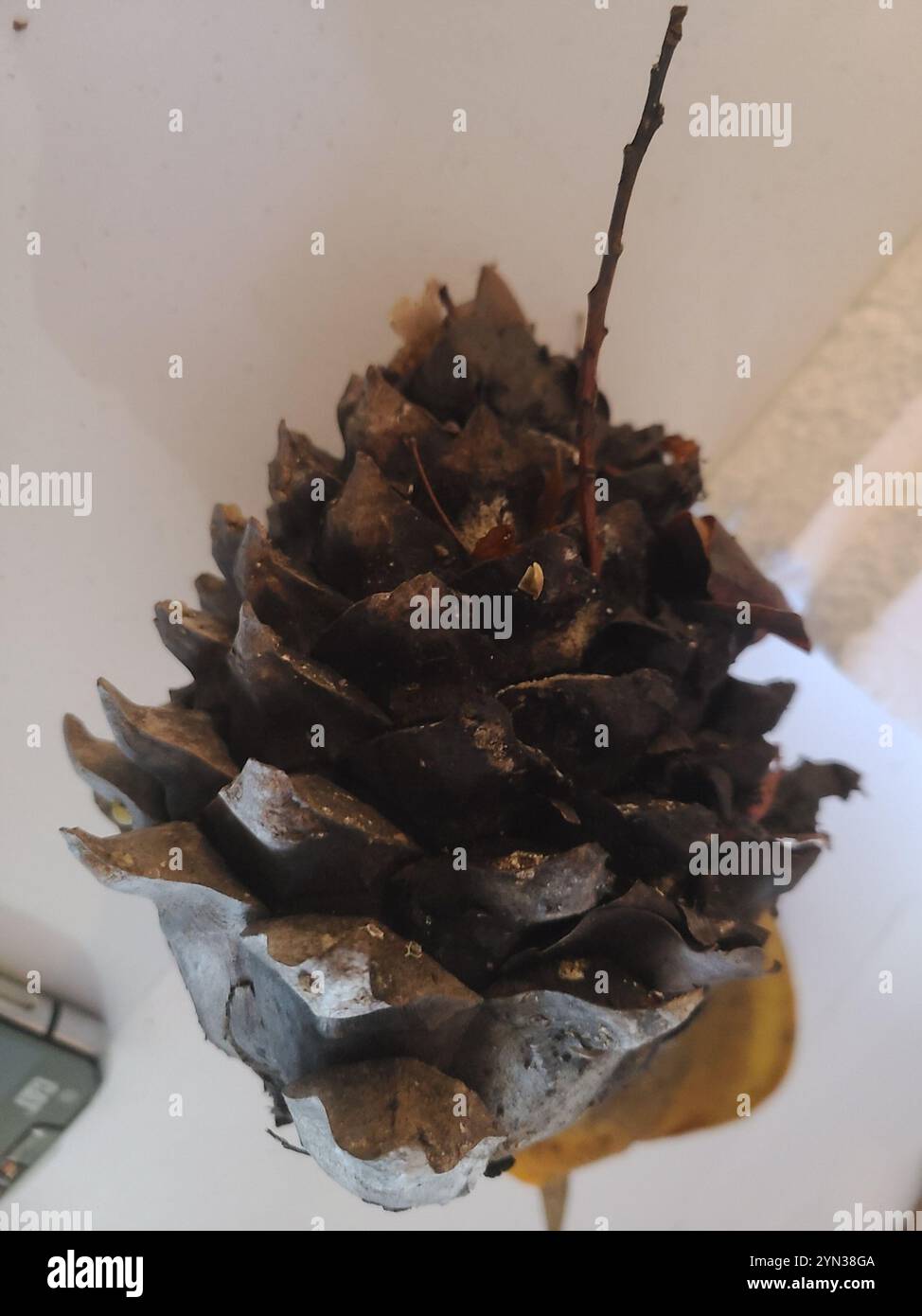 gray pine (Pinus sabiniana Stock Photo - Alamy
