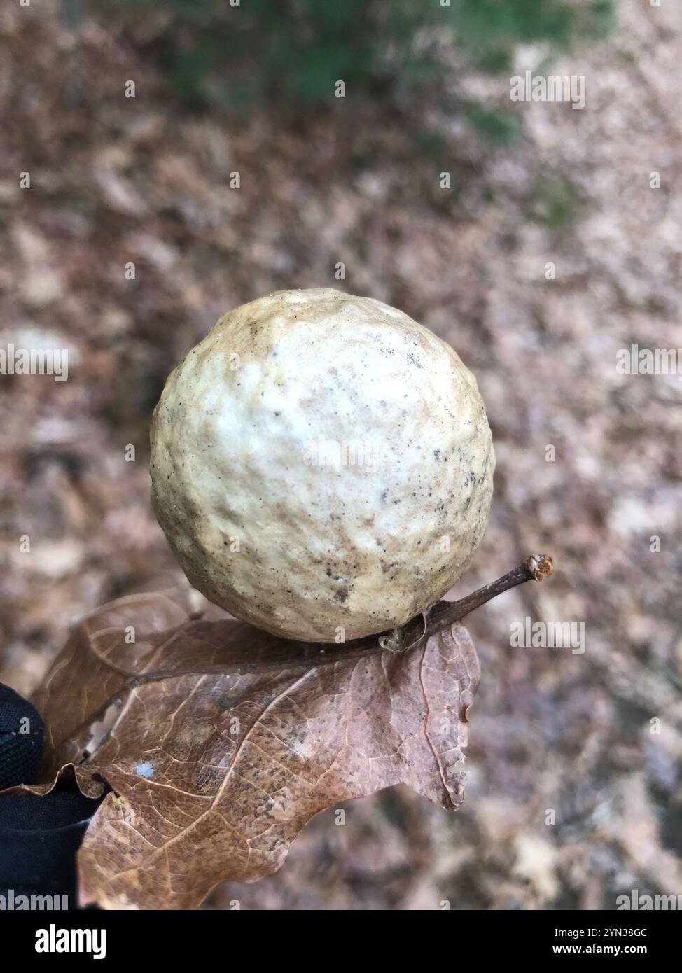 Spongy Oak Apple Gall Wasp (Amphibolips confluenta Stock Photo - Alamy