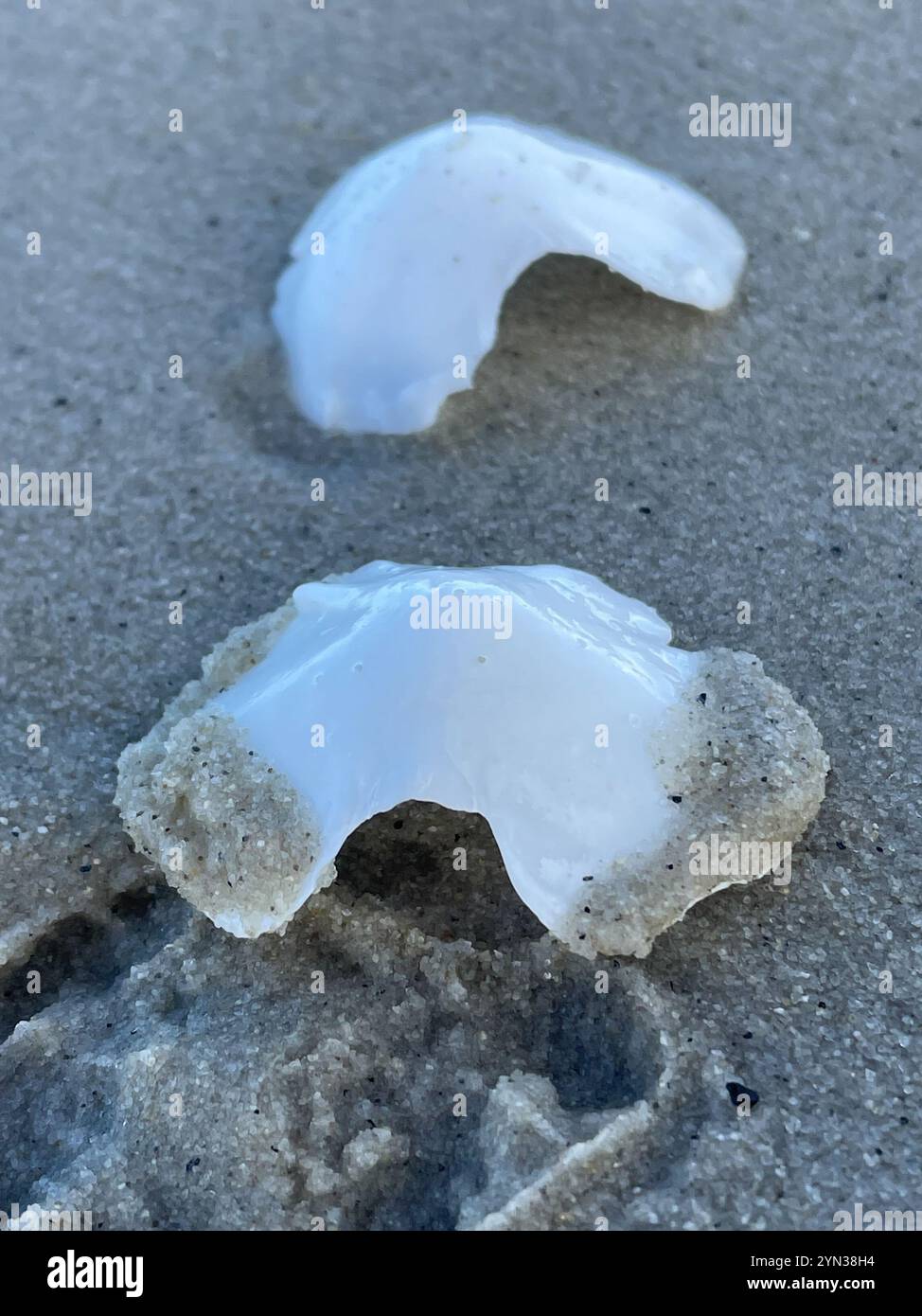 Gumboot Chiton (Cryptochiton stelleri Stock Photo - Alamy