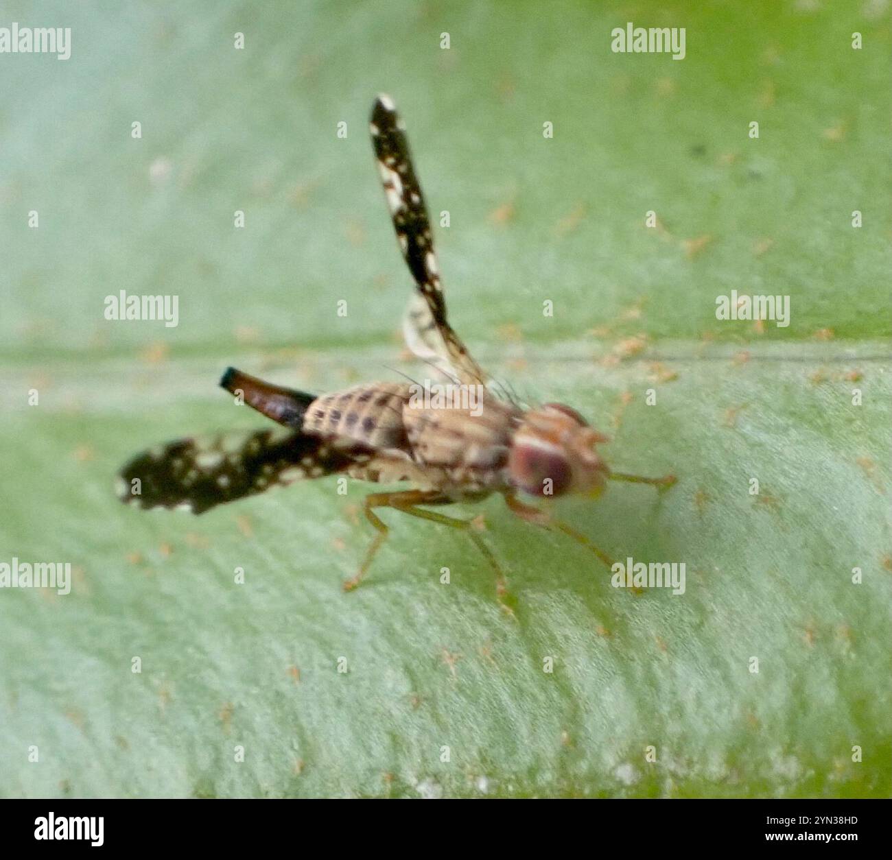 Fruit Flies (Tephritidae Stock Photo - Alamy