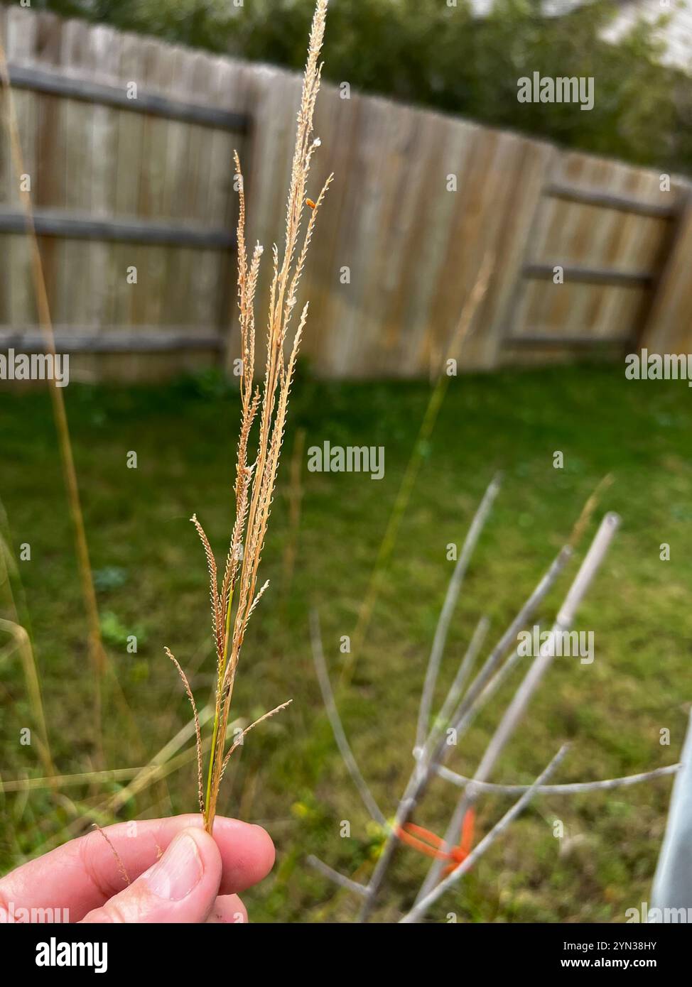 Vasey Grass (Paspalum urvillei Stock Photo - Alamy