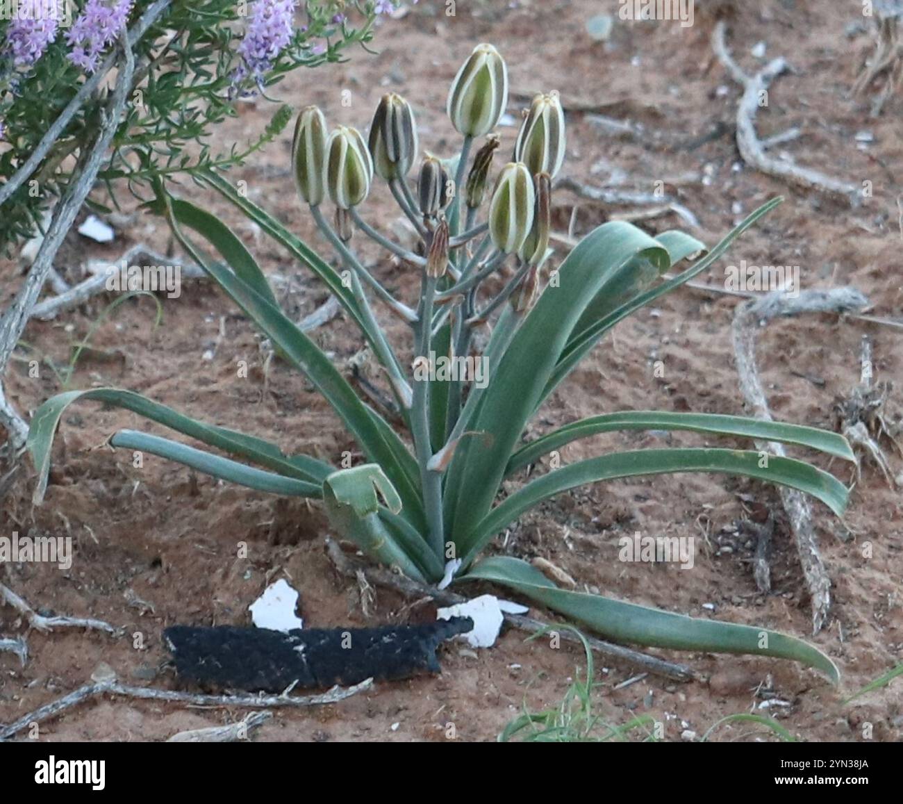 Thick Slime-lily (Albuca setosa Stock Photo - Alamy